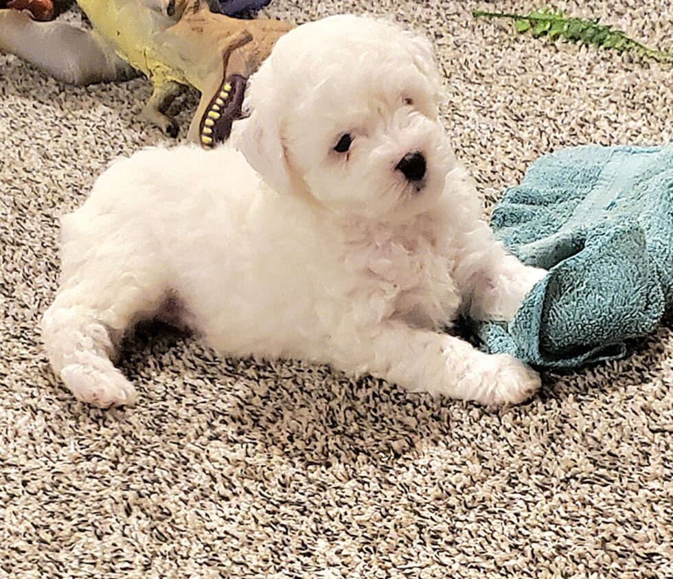 Micro Mini Sheepadoodle - Designer Doodles By Kim Doodle Breeder Des ...