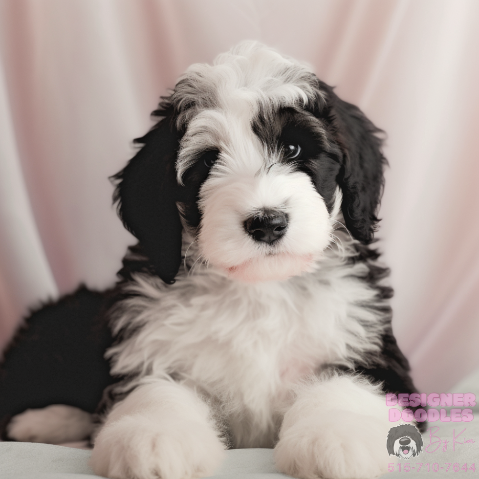 Doodle Breeder Iowa | Iowa Doodle Puppies For Sale | Doodles Near Des ...