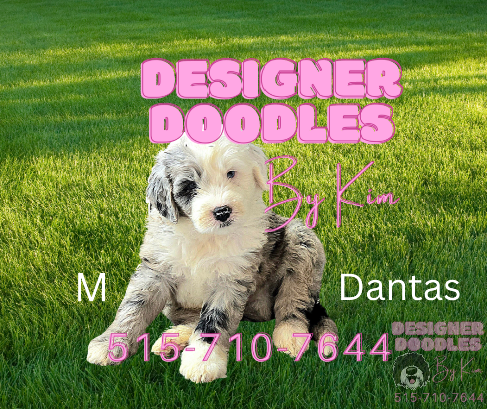 Doodle Breeder Iowa | Iowa Doodle Puppies For Sale | Doodles Near Des ...