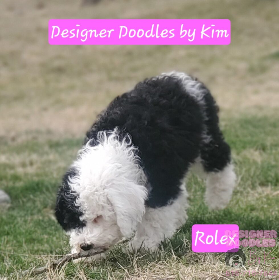 Our Wait List Is Open. Puppies Will Be Here This Fall - Designer ...