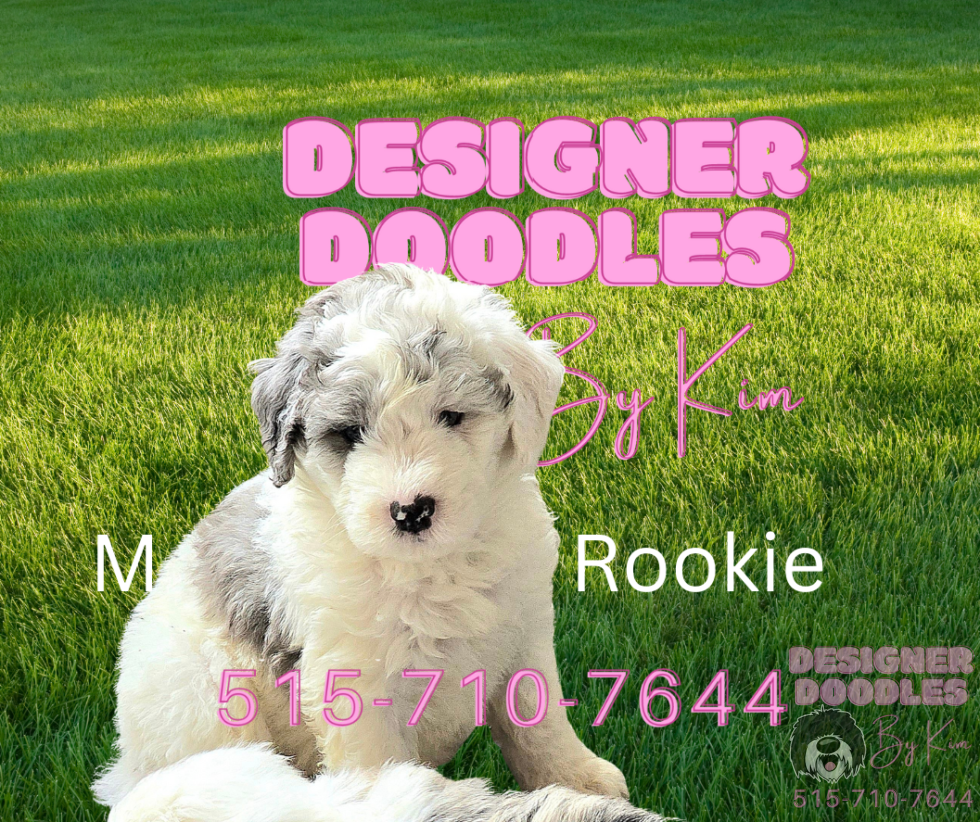 Doodle Breeder Iowa | Iowa Doodle Puppies For Sale | Doodles Near Des ...