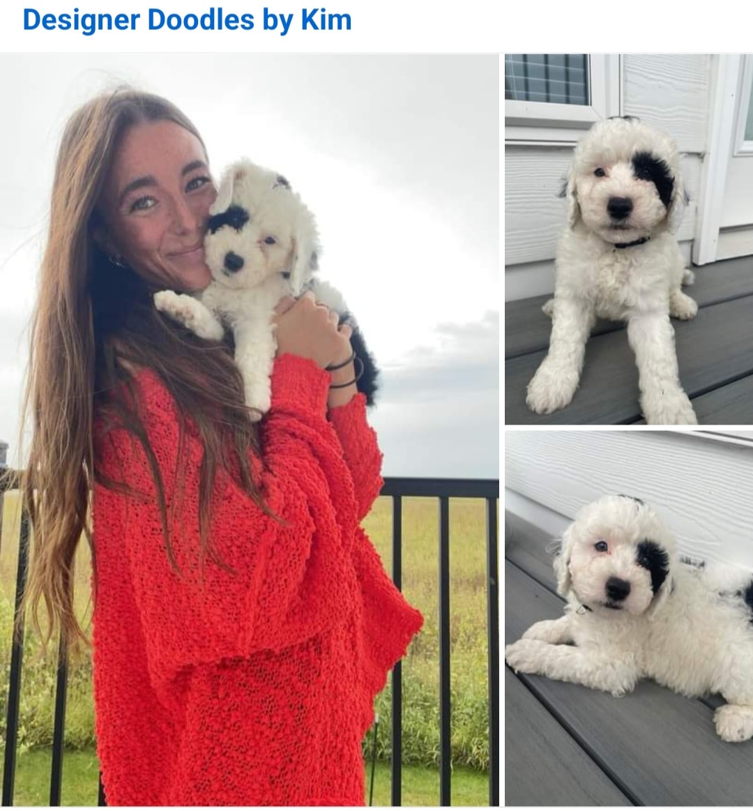 Celebrating Recent Adoptions At Designer Doodles By Kim! - Designer ...