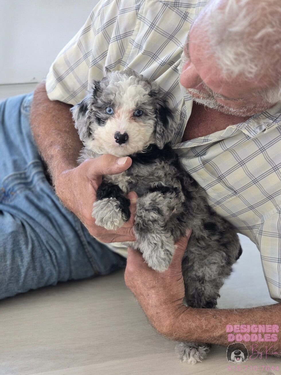 Micro Mini Puppies Due Next Week! - Designer Doodles By Kim Doodle ...