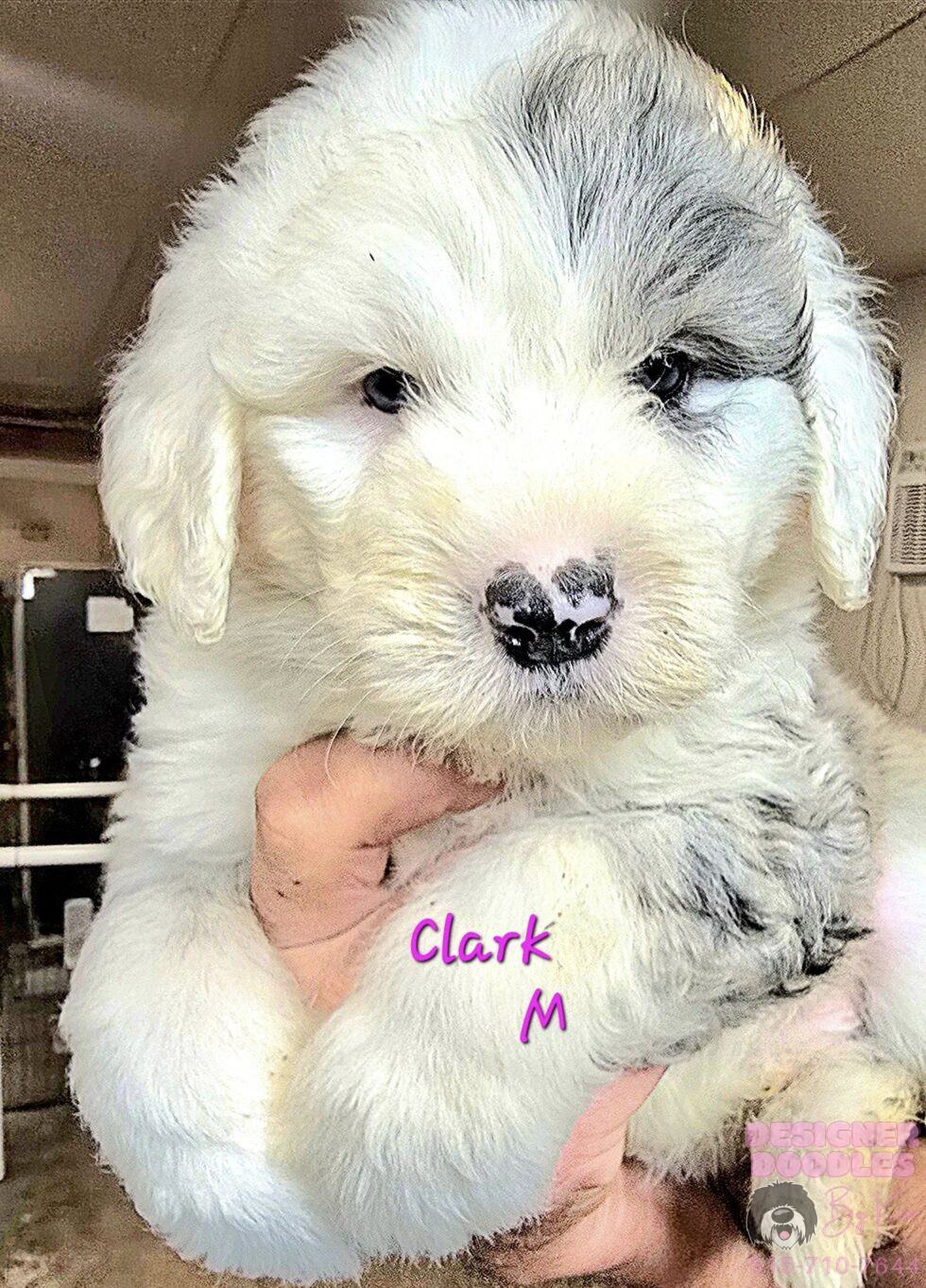 Clark Our Handsome Light Merle Sheepadoodle With Striking Blue Eyes ...