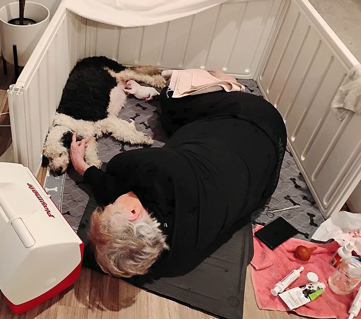 The Reality Of Raising Doodle Puppies | Mini & Micro Mini Doodles In ...