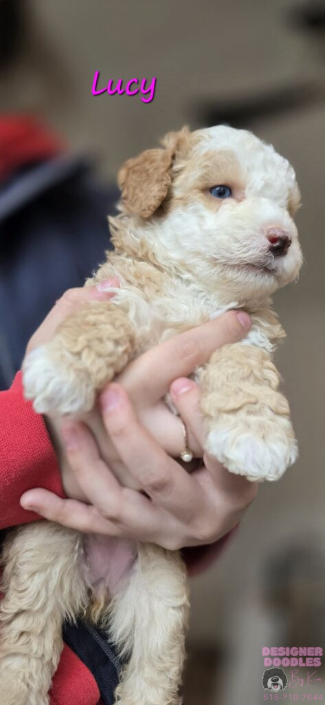 Meet Lucy: Female Doodle Puppy Available For Sale In Des Moines, Iowa